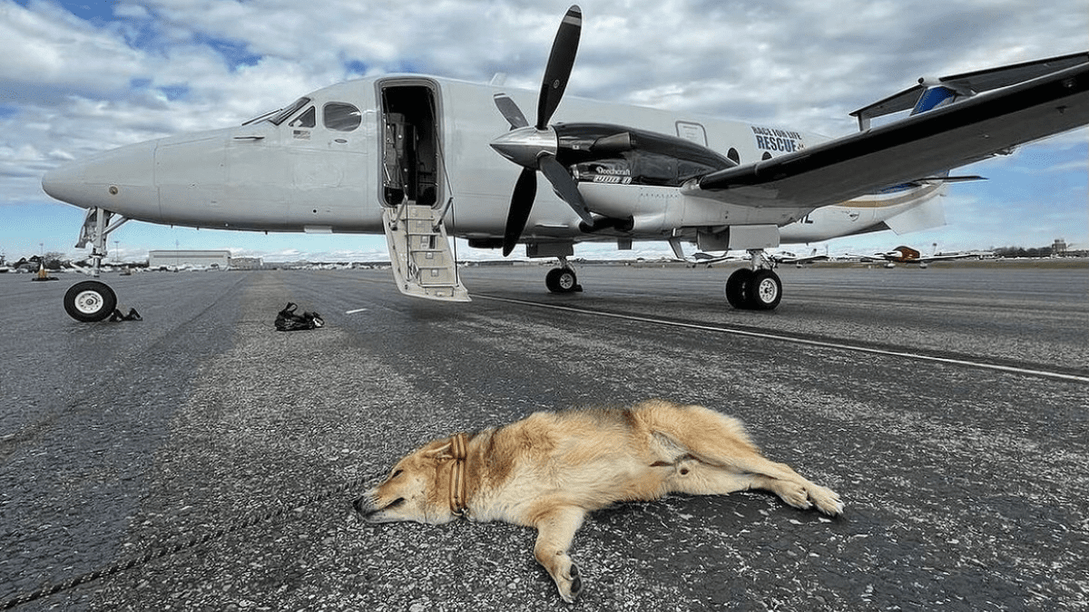 Montana Aids Historic West Bank Dog Airlift Rescue