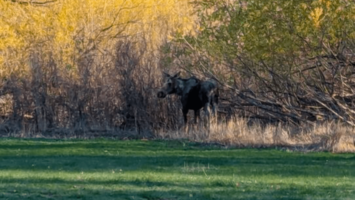 Moose prompts shelter-in-place at Capital High Campus