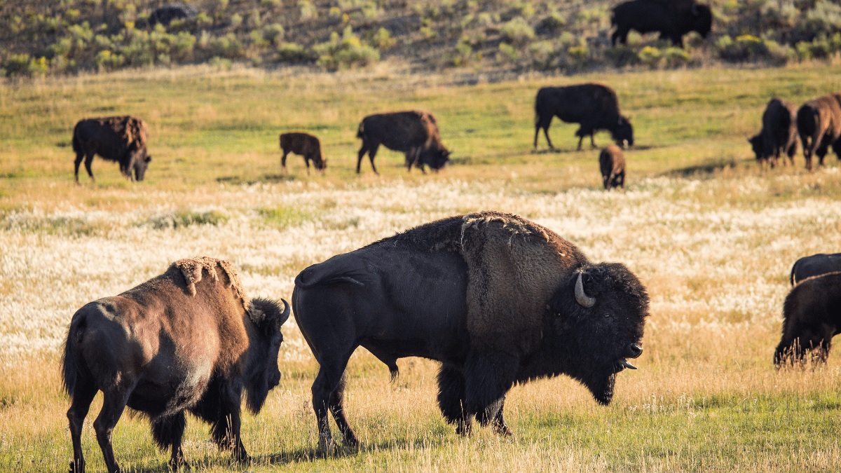 New Yellowstone Plan Demands Increased Bison Population