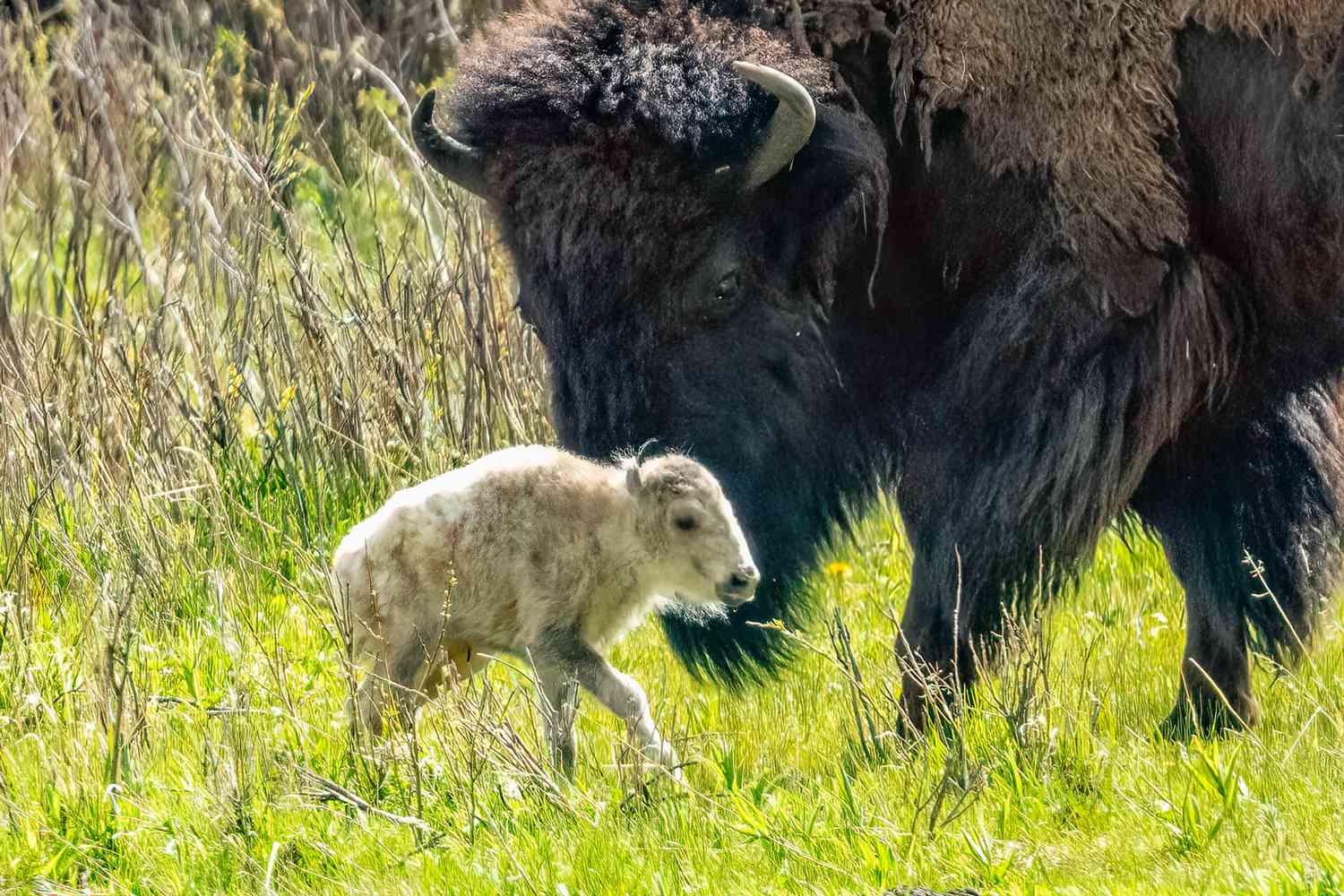 Rare white buffalo birth in Yellowstone fulfills Lakota prophecy