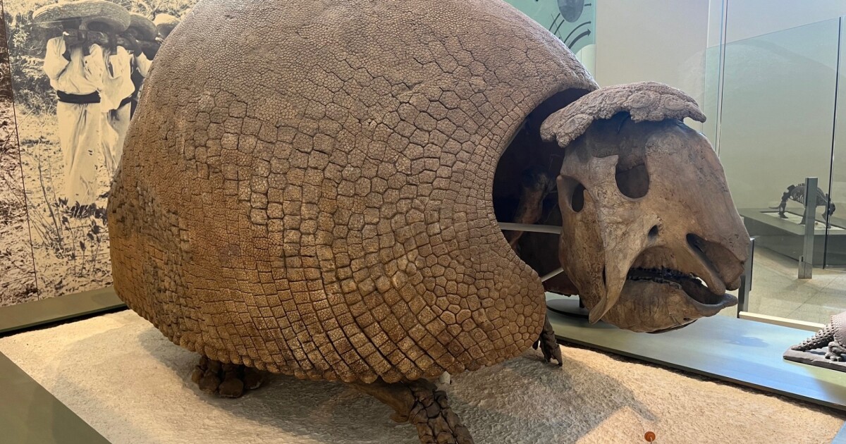 Discover Arizona’s Prehistoric Giant Armadillos from the Pleistocene