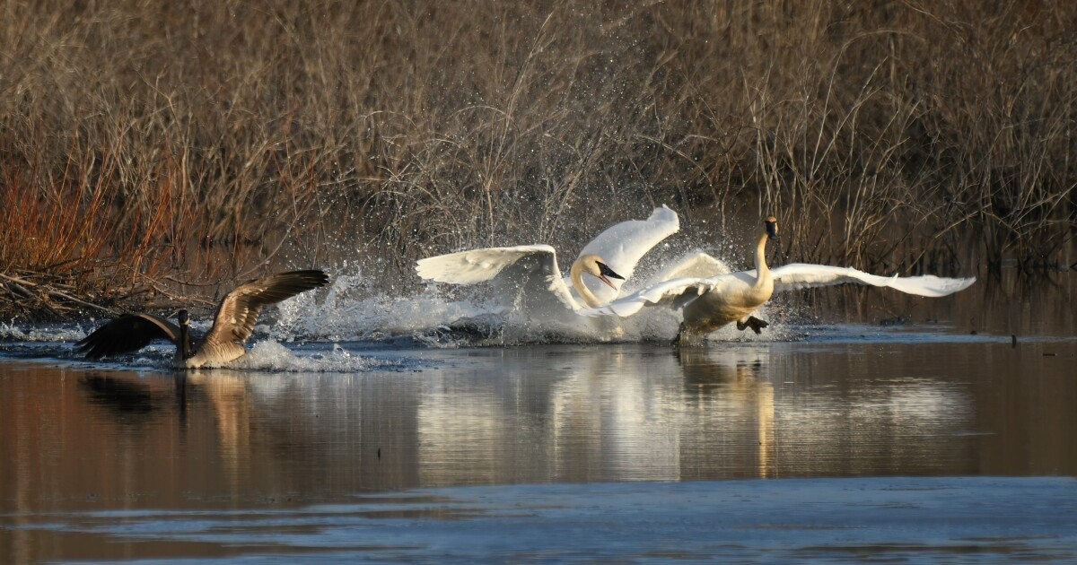 Michigan Warns Against Touching Dead Birds Amid Avian Influenza Spread
