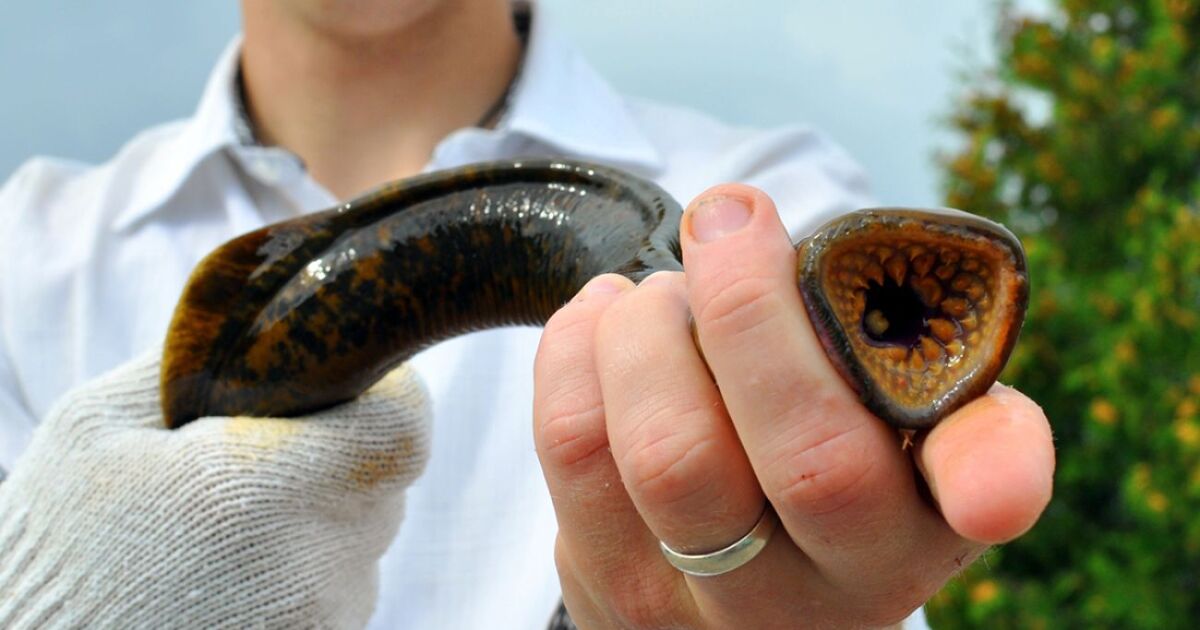 New film tells story of sea lamprey control in the Great Lakes