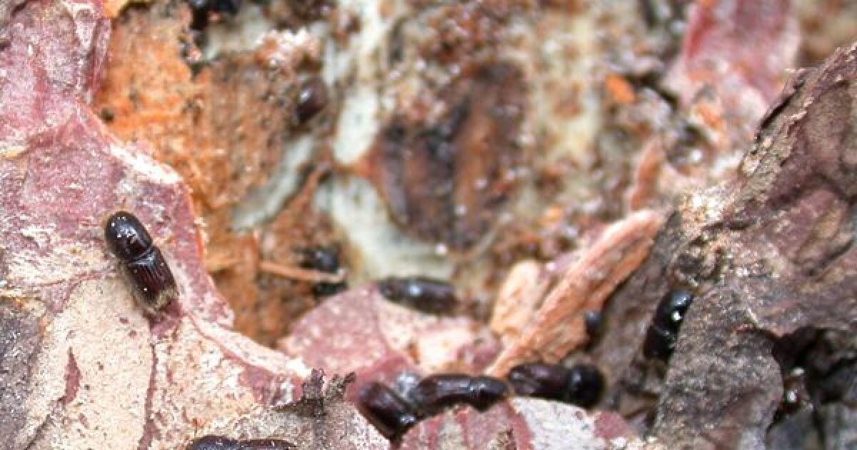 Sound Technology Used to Combat Bark Beetle Infestations in Trees