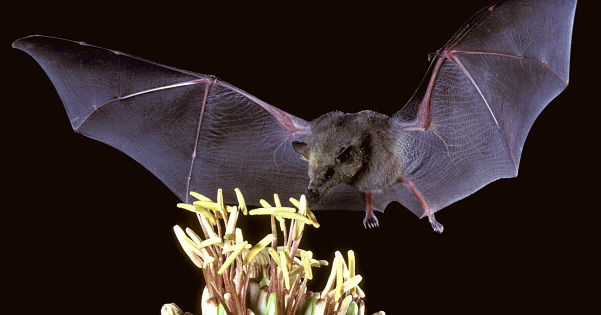 DNA Tracking Unveils Secrets of Bat Migration and Habitat Restoration