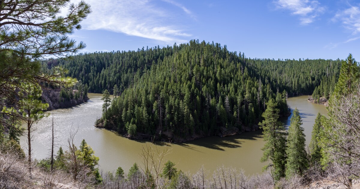 AI and LIDAR Transform Forest Management on the Colorado Plateau