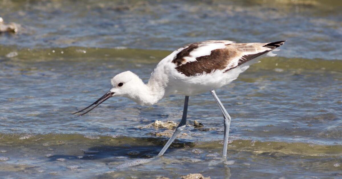 Tracking Avocets: Understanding Great Basin’s Saline Lake Ecosystems