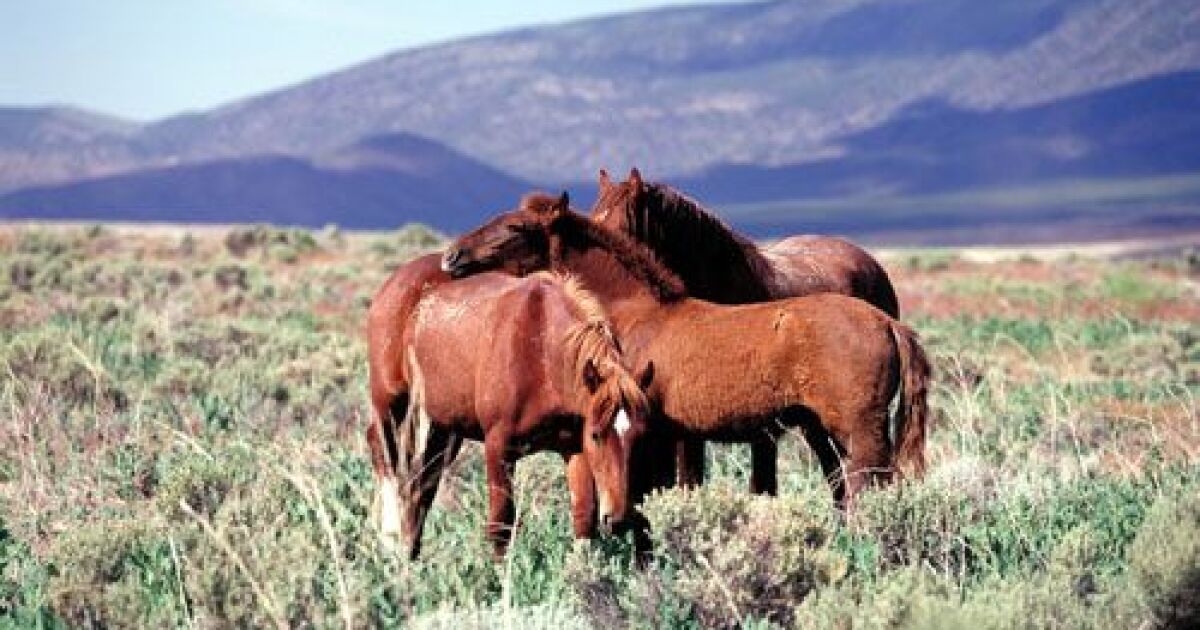 Bipartisan Wild Horse Caucus Formed to Protect Horses and Burros