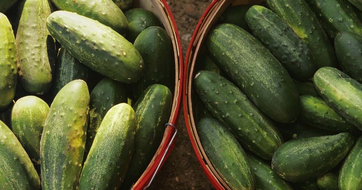 FDA Recalls Cucumbers Nationwide Due to Salmonella Outbreak