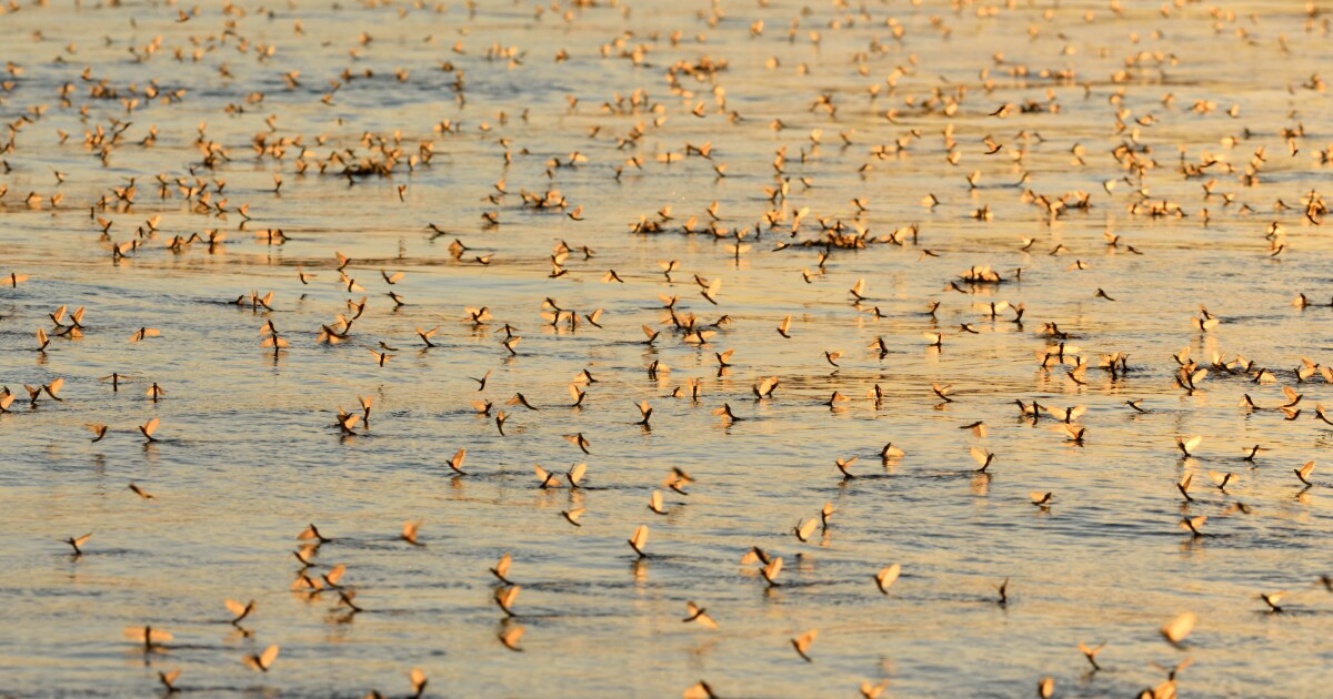 Why “pounds” of mayfly carcasses pile up each year