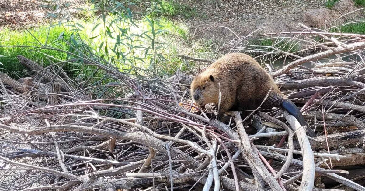 Arizona Uses Beavers for Habitat Restoration with New Protocol