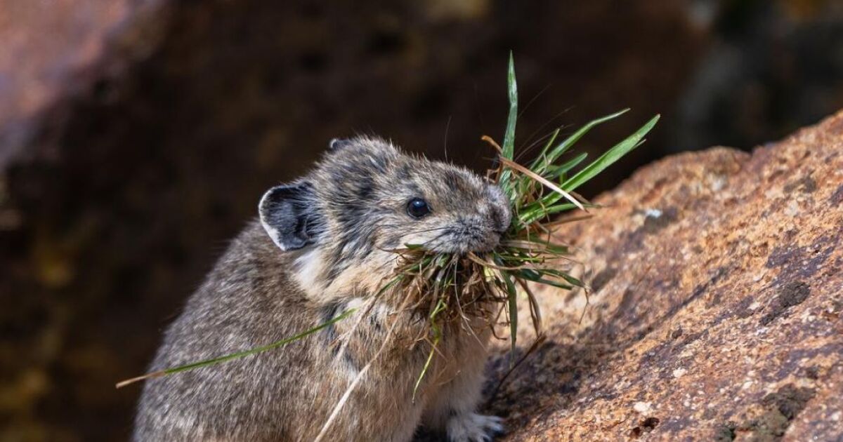 PikaNet Project Tracks Climate Impact on American Pika Populations