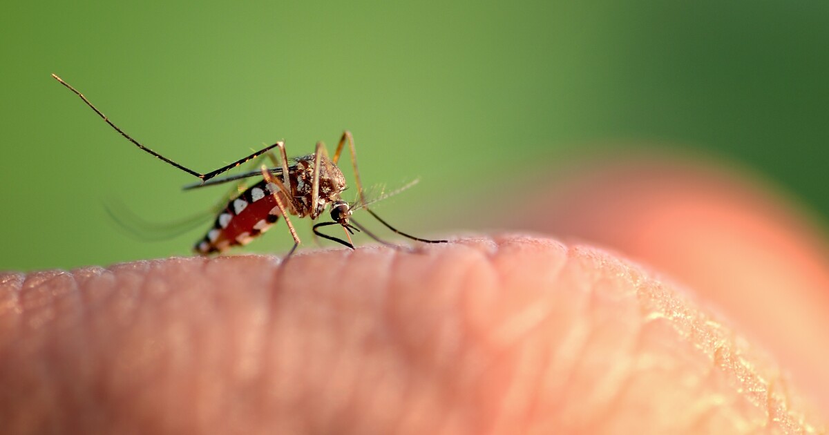 Rising Mosquito-Borne Virus Cases in Michigan Spark Health Alerts