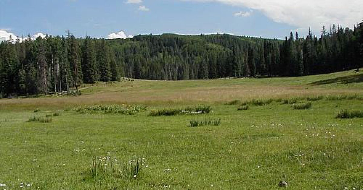 Arizona Wildlife Poaching: Reward Offered for Information on Elk, Sheep