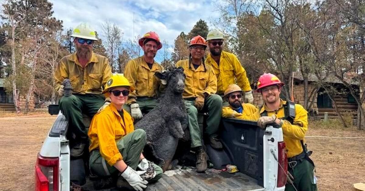 Brighty the Burro Statue Survives Fire, Awaits Restoration at Museum
