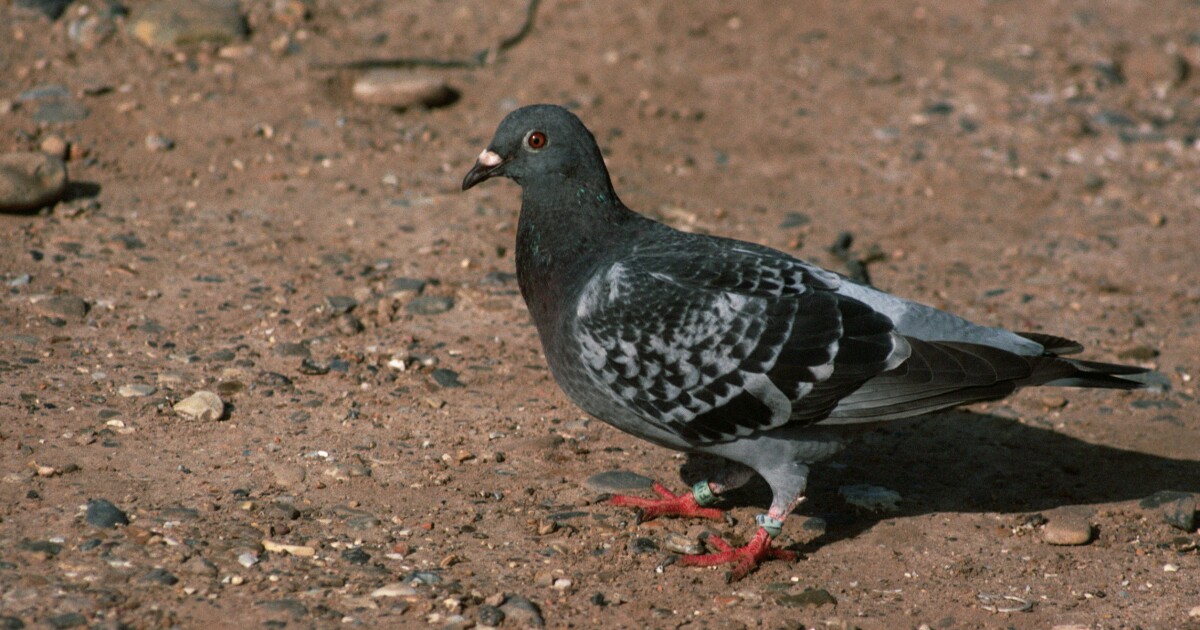 Chandler City Council Approves $350K Contract to Address Pigeon Issue