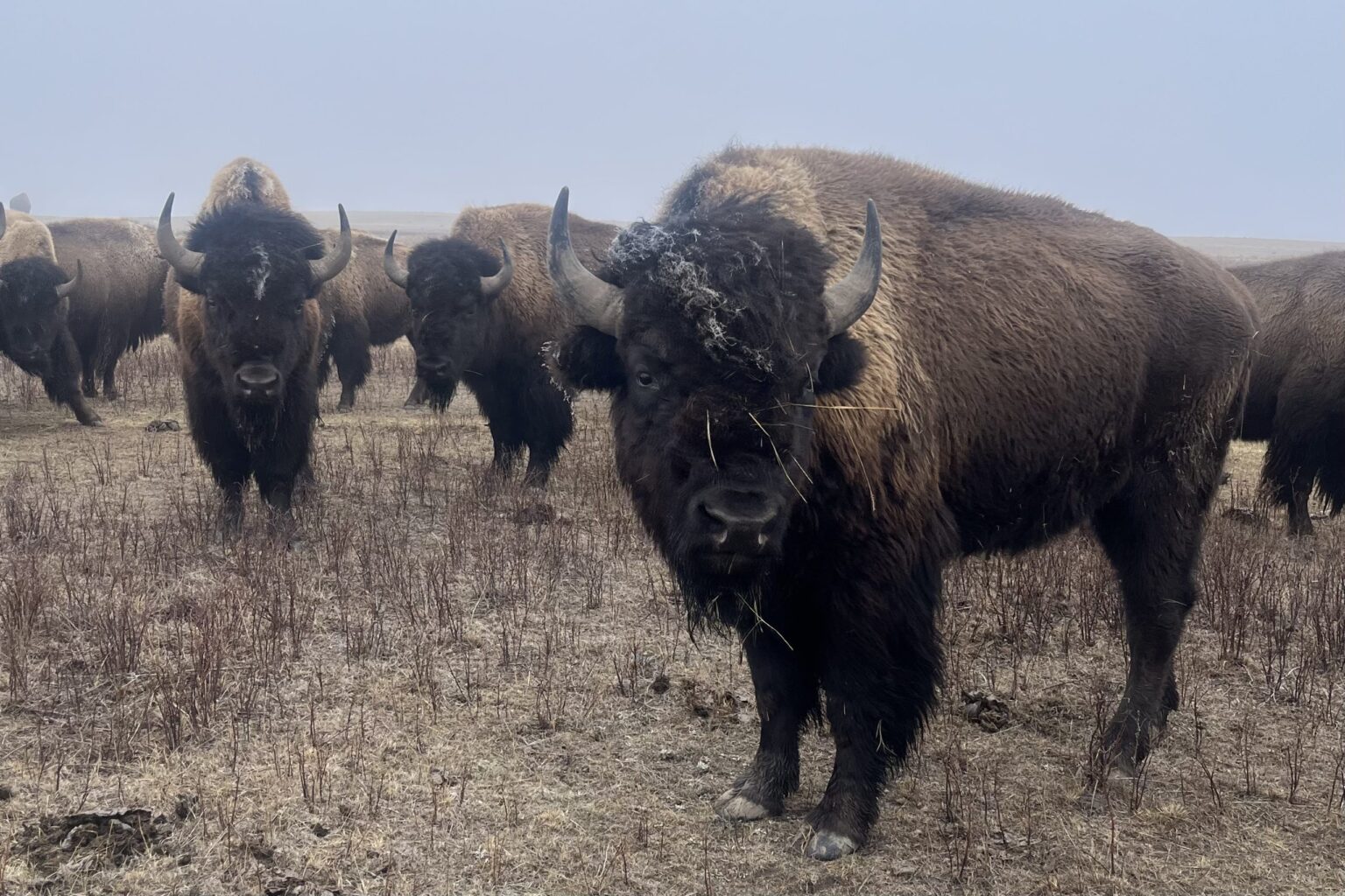 Endless Prairie Buffalo Project Aims to Restore Bison and Biodiversity