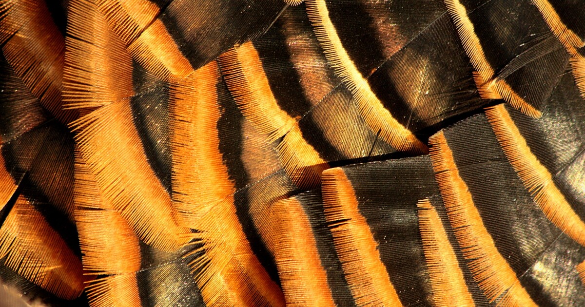 Ancestral Pueblo Turkey Feather Blankets: Crafting History and Warmth